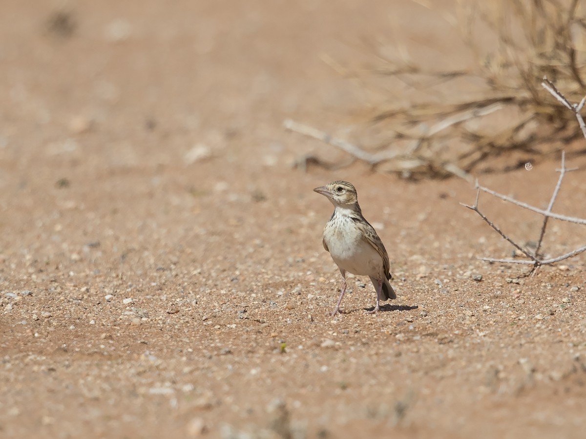 Stark's Lark - Spizocorys starki - Birds of the World