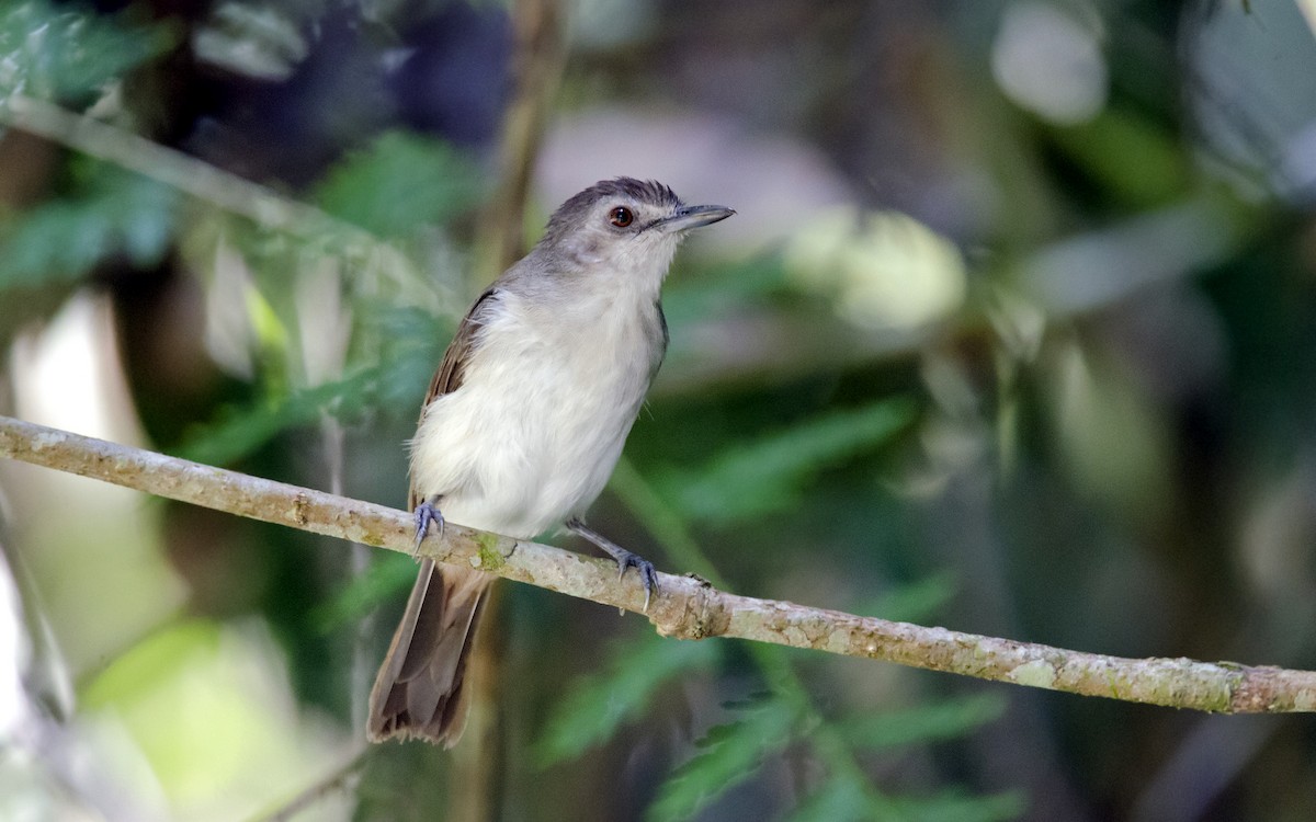 Sooty-capped Babbler - Malacopteron affine - Birds of the World