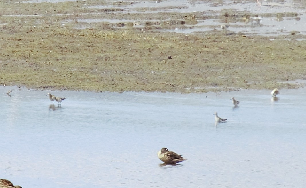 eBird Checklist - 25 Mar 2018 - Pimpama Conservation Area - 62 species ...