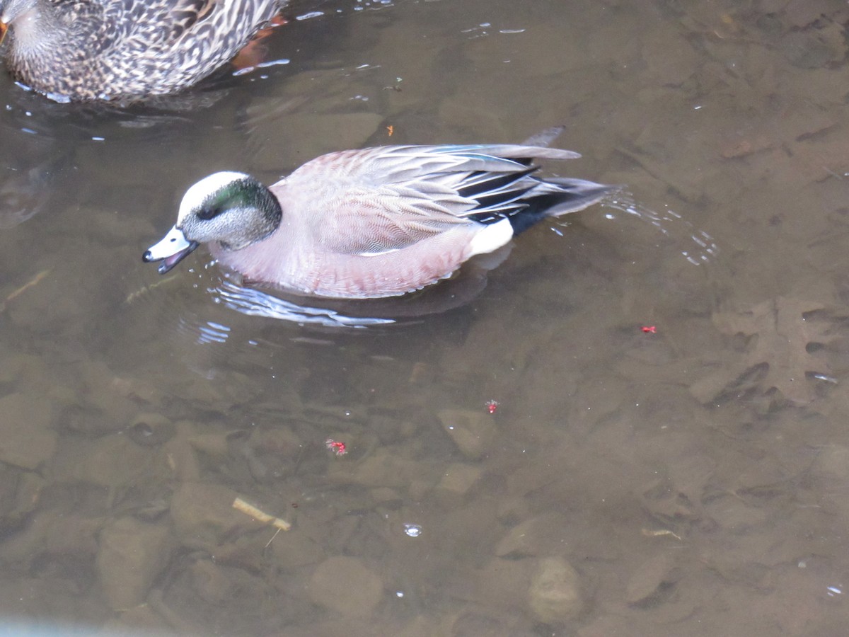 eBird Checklist - 5 Apr 2018 - Garret Mountain Reservation (Park) - 40 ...