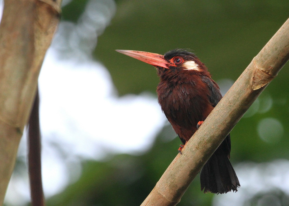 White-eared Jacamar - Galbalcyrhynchus leucotis - Birds of the World