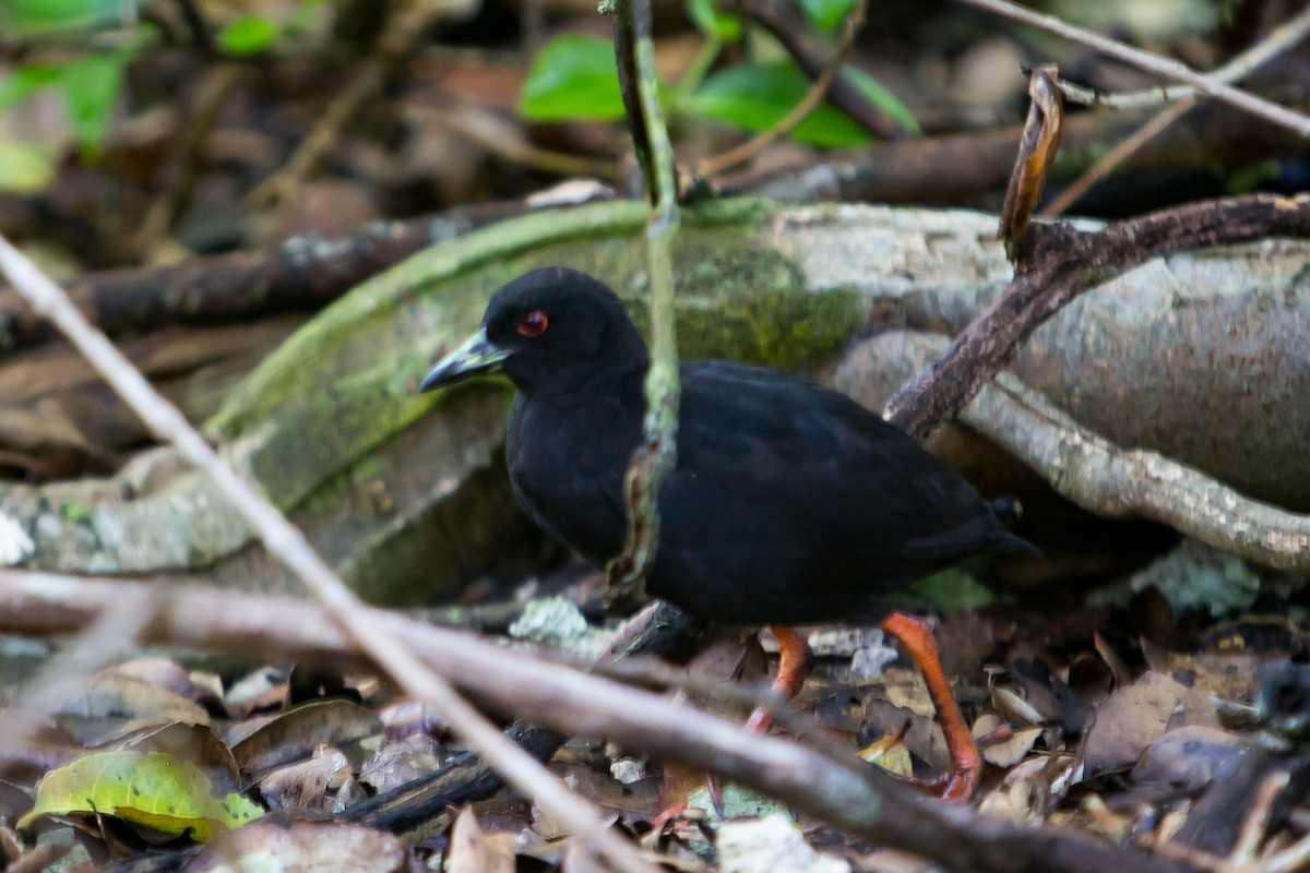 Henderson Island Crake - Zapornia atra - Birds of the World