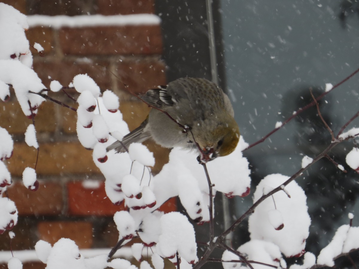 eBird Checklist - 26 Dec 2017 - Downtown Houghton - 1 species