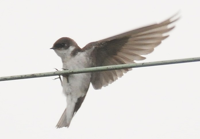 Tree x Violet-green Swallow (hybrid) - eBird