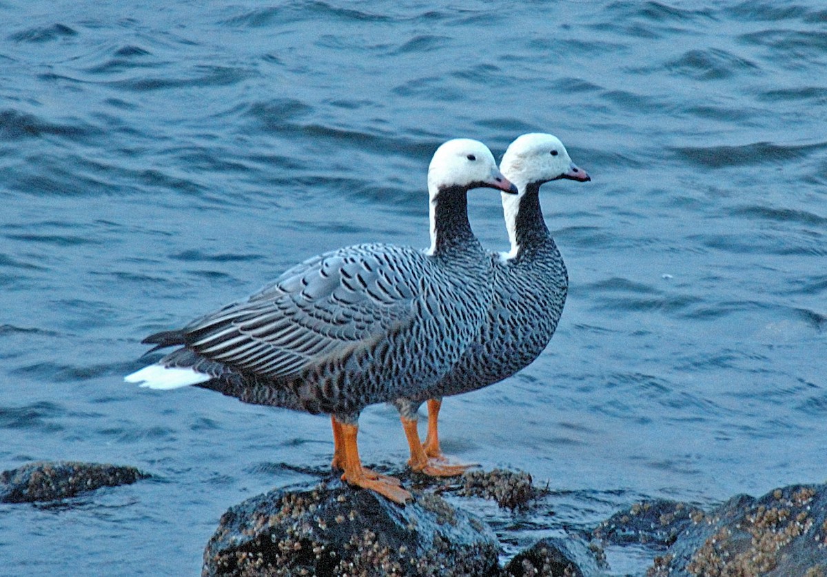 eBird Checklist - 19 Sep 2006 - Shemya Island--Eareckson AS (restricted ...