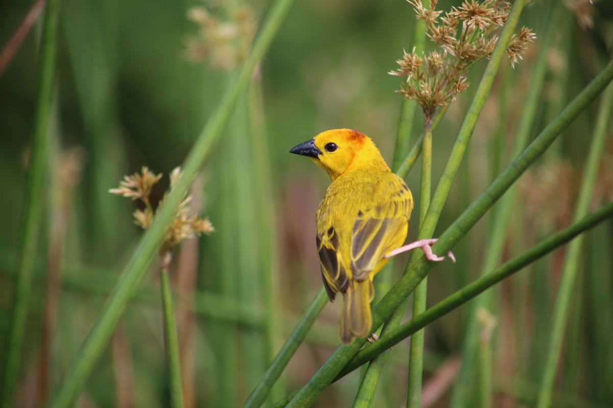 Taveta Golden-Weaver - Ploceus castaneiceps - Birds of the World