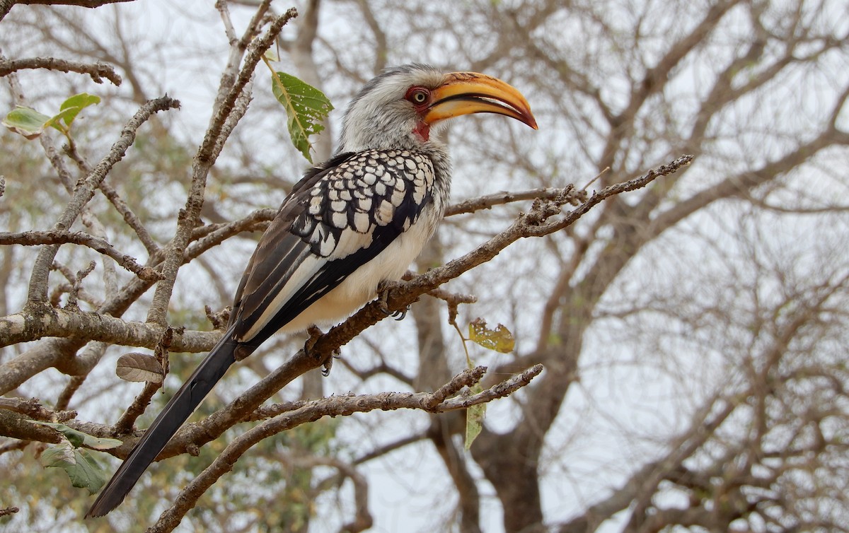 Southern Yellow-billed Hornbill - Tockus leucomelas - Birds of the World