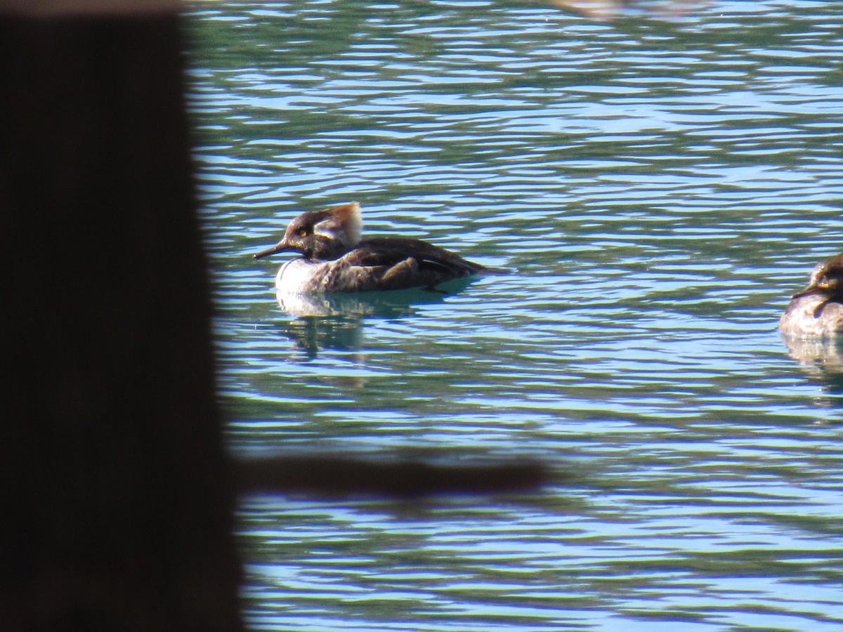 eBird Checklist - 8 Apr 2018 - Garret Mountain Reservation (Park) - 44 ...
