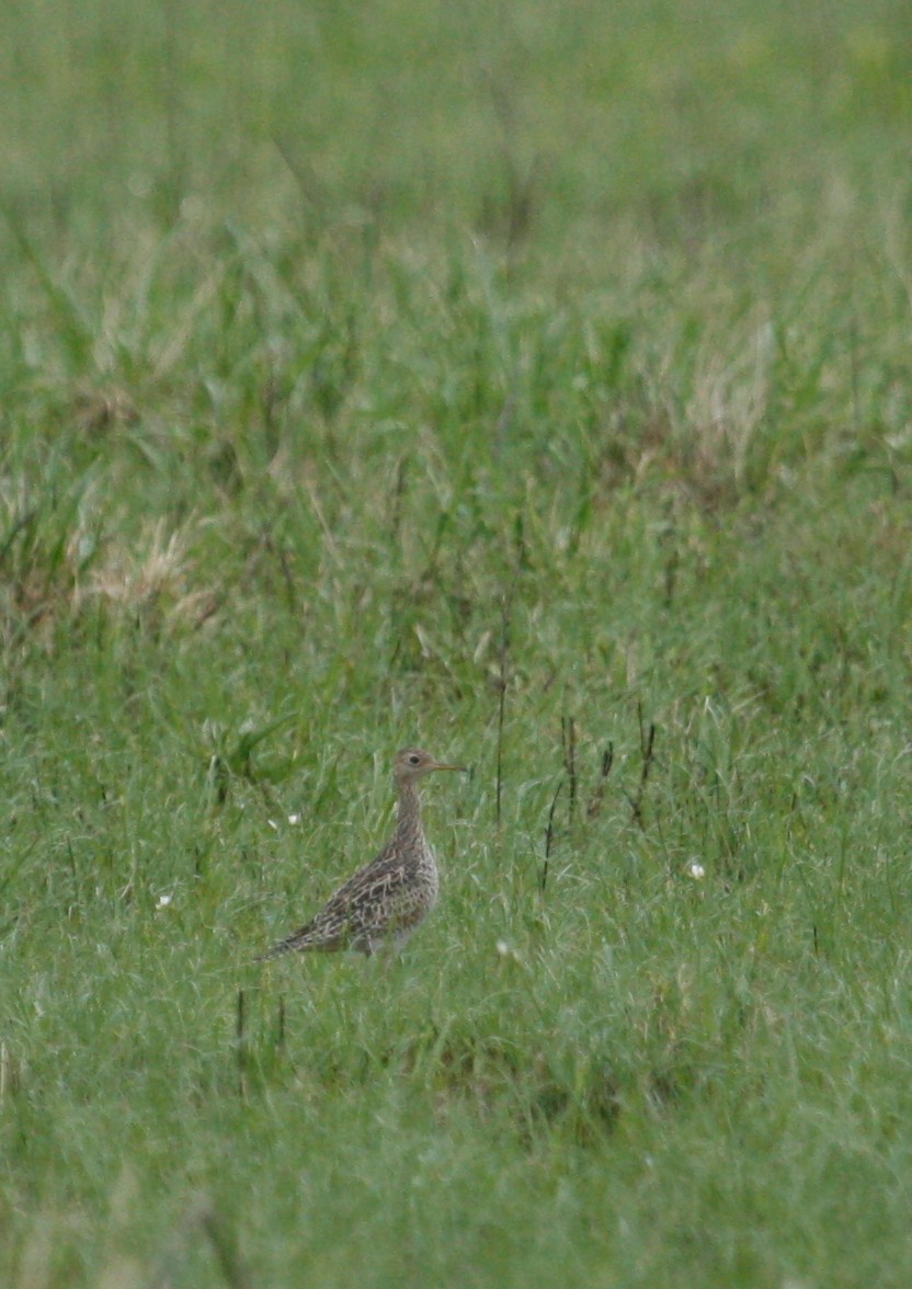 eBird Checklist - 8 Apr 2018 - Bodcau WMA - Bird Banding Field on ...