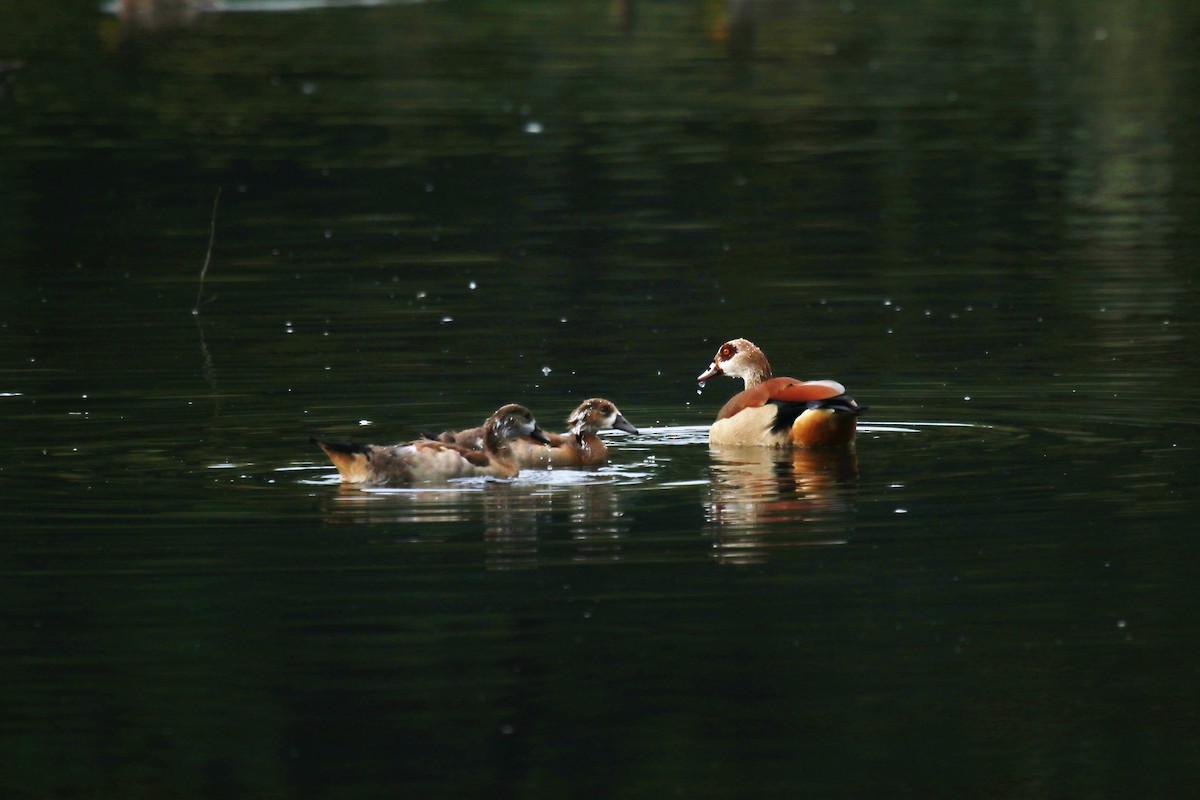 eBird Checklist - 20 Mar 2018 - South Africa: Ducks Country House - 16 ...