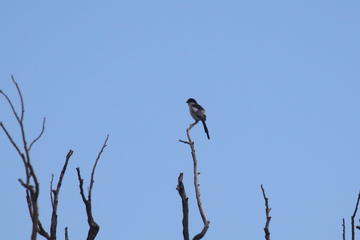 eBird Checklist - 20 Mar 2018 - South Africa: Midvaal Local ...