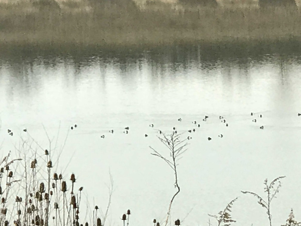 eBird Checklist - 9 Apr 2018 - Wood Dale Reservoir - 18 species