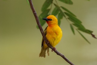 Orange Weaver - Ploceus aurantius - Birds of the World