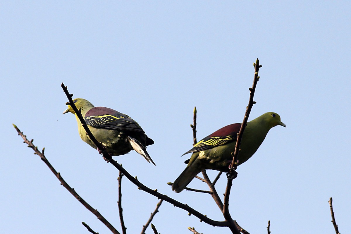 Sri Lanka Green-Pigeon - Treron pompadora - Birds of the World