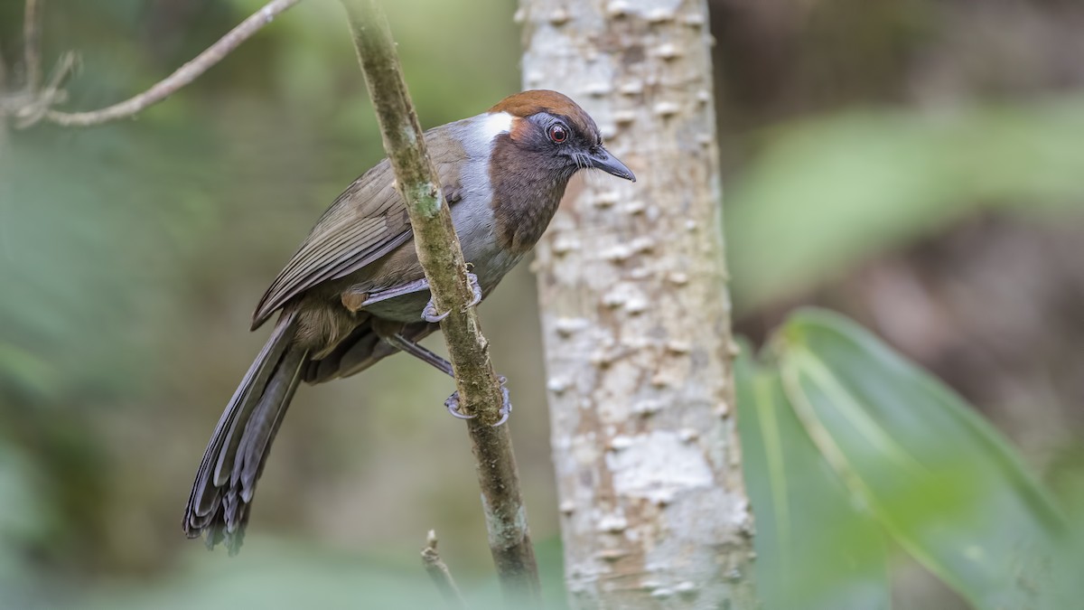 White-necked Laughingthrush - Garrulax strepitans - Birds of the World