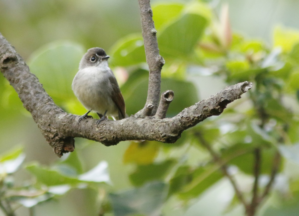 Brown-capped Fantail - Rhipidura diluta - Birds of the World