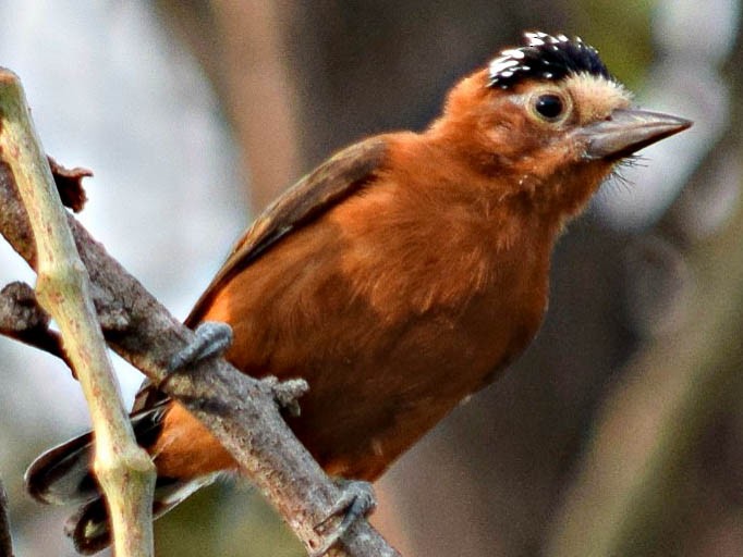 Chestnut Piculet - Picumnus cinnamomeus - Birds of the World