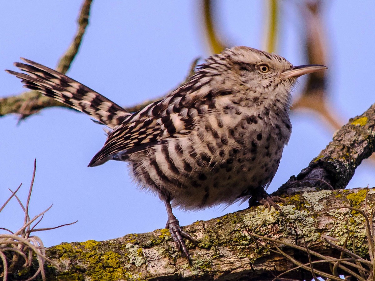 Stripe-backed Wren - Campylorhynchus nuchalis - Birds of the World