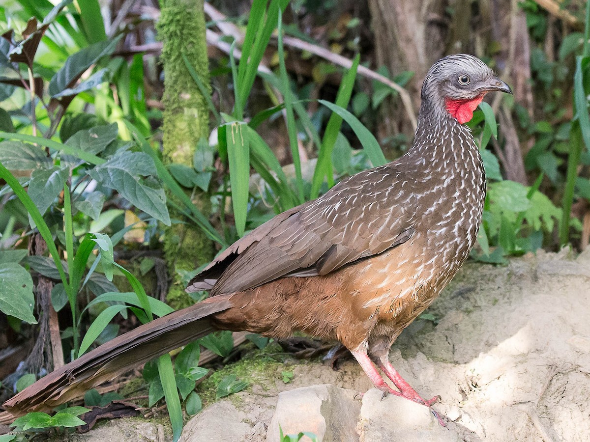 Band-tailed Guan - Penelope argyrotis - Birds of the World