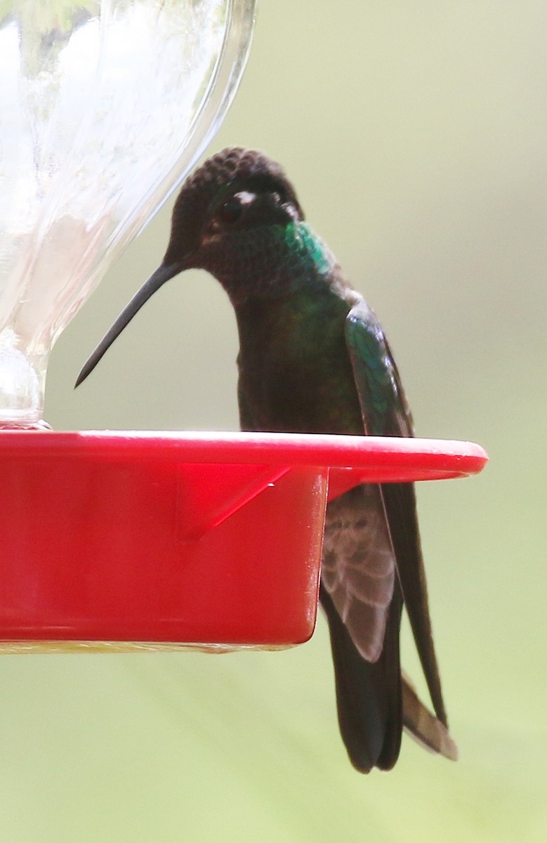eBird Checklist - 9 Apr 2018 - Portal - 5 species
