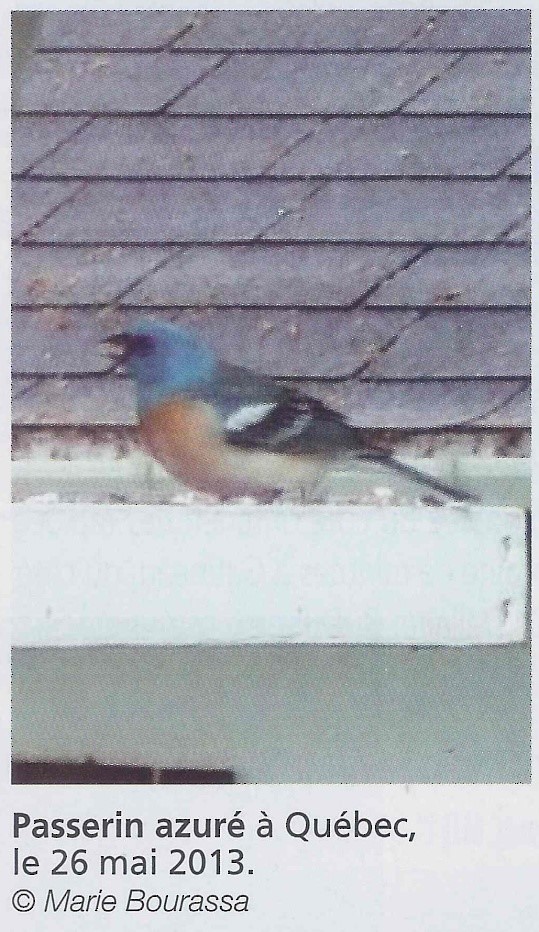 eBird Checklist - 26 May 2013 - Montchâtel, Québec - 1 species