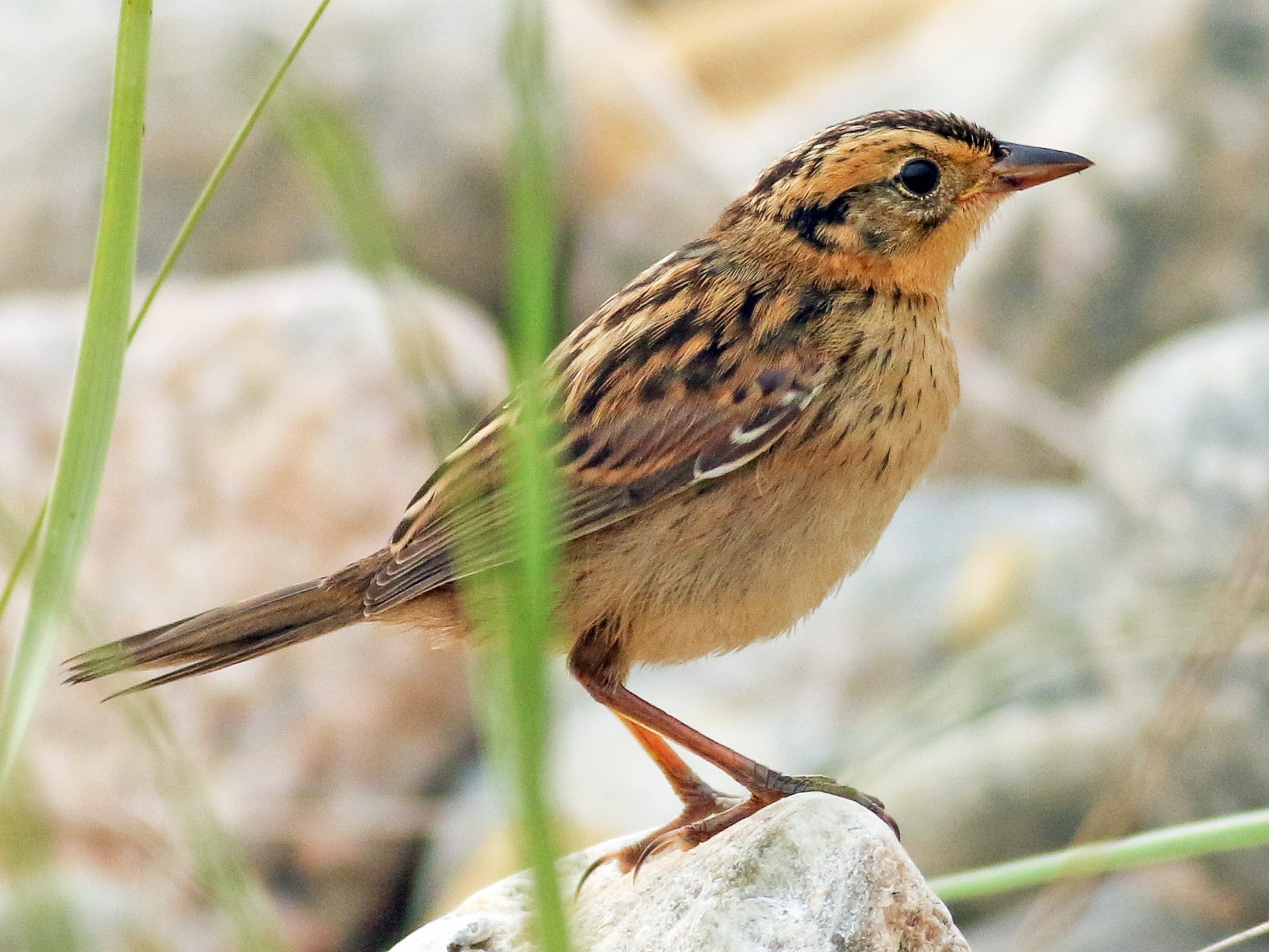 Gorrión Cola Aguda - eBird