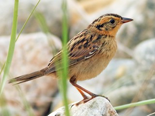 Saltmarsh Sparrow - eBird