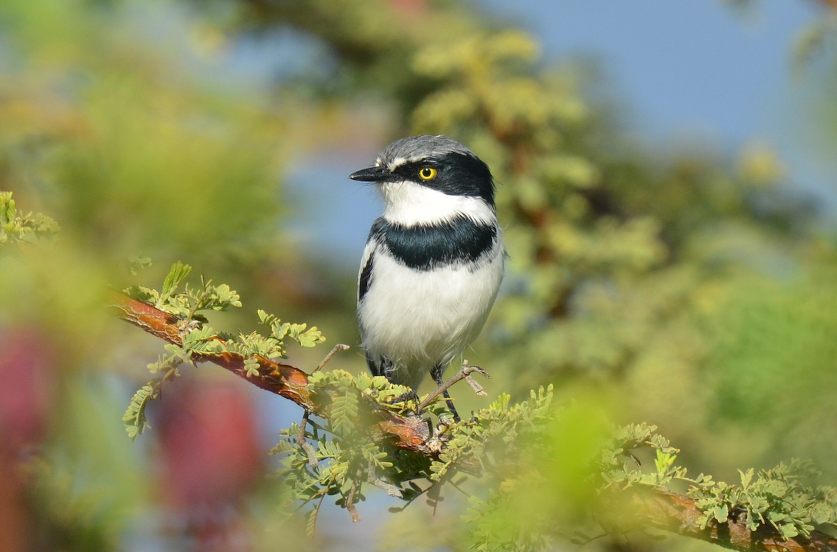 Pririt Batis - Batis pririt - Birds of the World