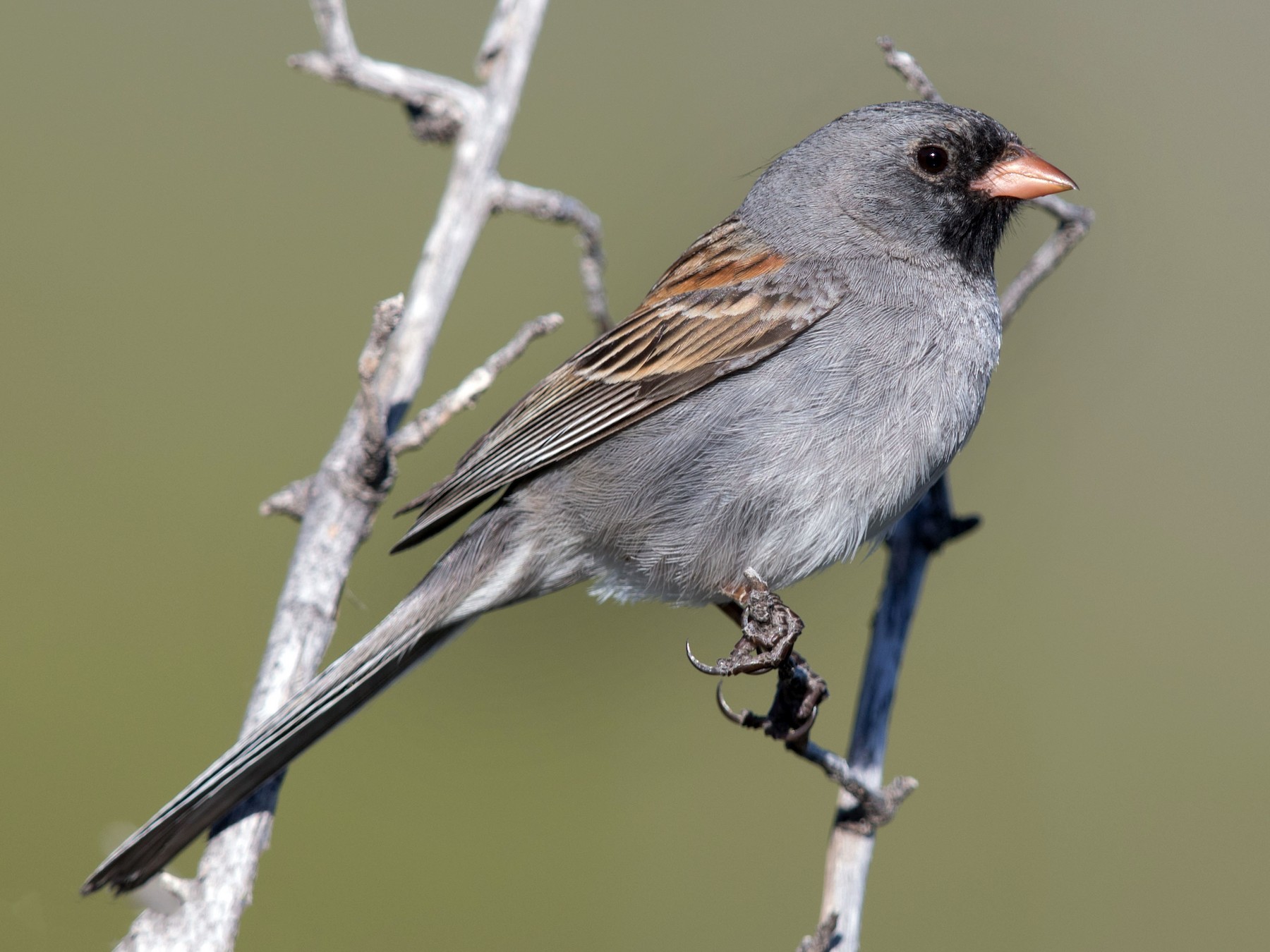 Black-chinned Sparrow - eBird