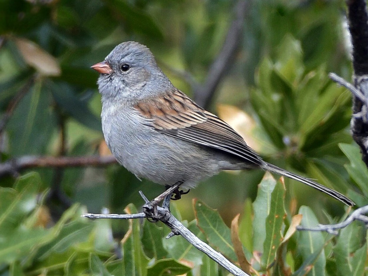 Black-chinned Sparrow - eBird