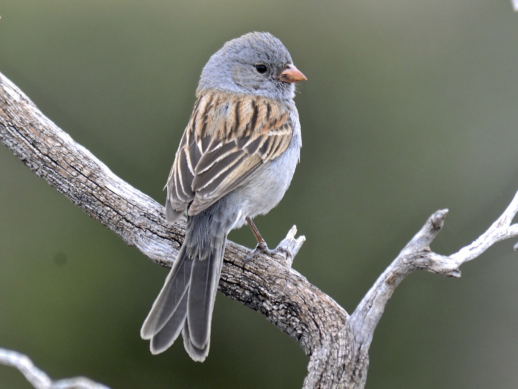 Black-chinned Sparrow - eBird