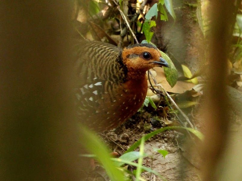 Chestnut-headed Partridge (Chestnut-headed) - eBird