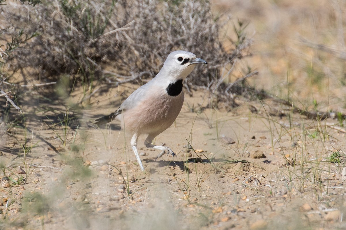 Turkestan Ground-Jay - Podoces panderi - Birds of the World