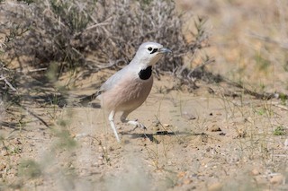 Turkestan Ground-Jay - Podoces panderi - Birds of the World