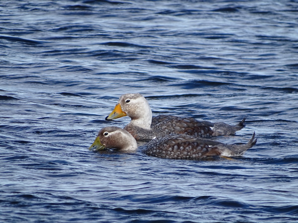 White-headed Steamer-Duck - Tachyeres leucocephalus - Birds of the World