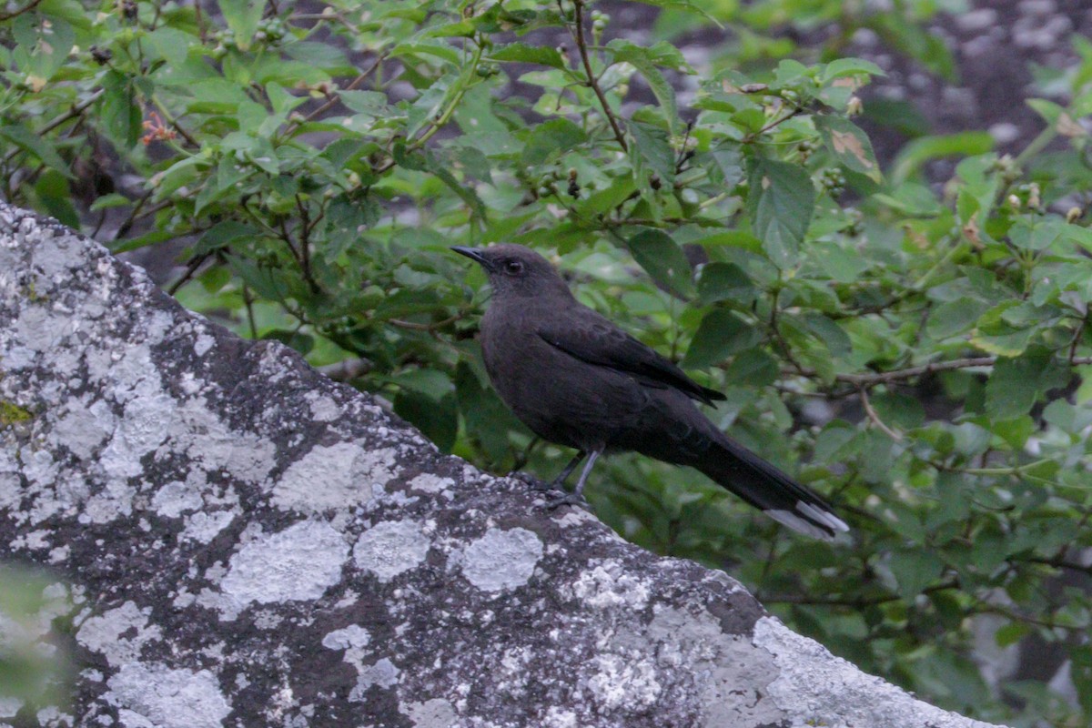 Boulder Chat - Pinarornis plumosus - Birds of the World