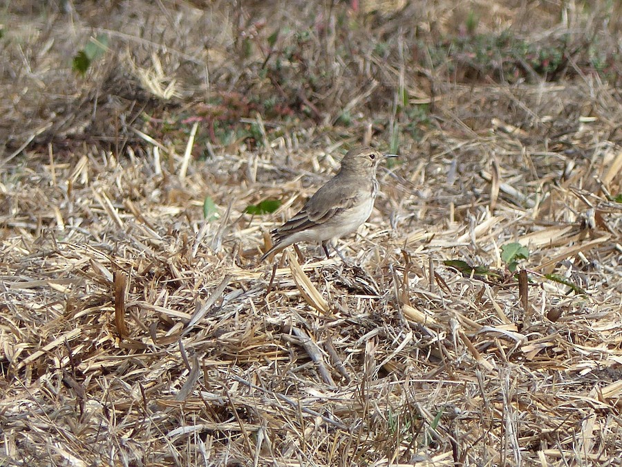Common Miner (Central Chile) - eBird