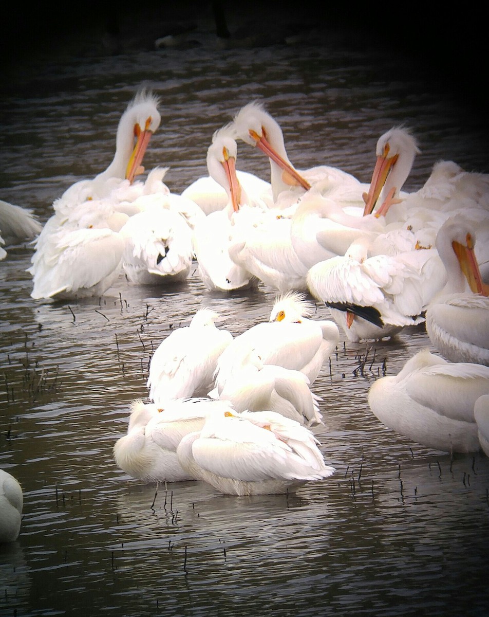 eBird Checklist - 16 Apr 2018 - Alpowa Creek mouth - 12 species