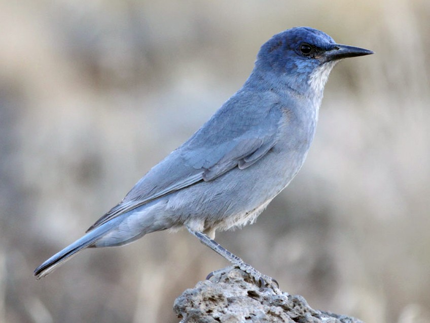 Pinyon Jay - eBird