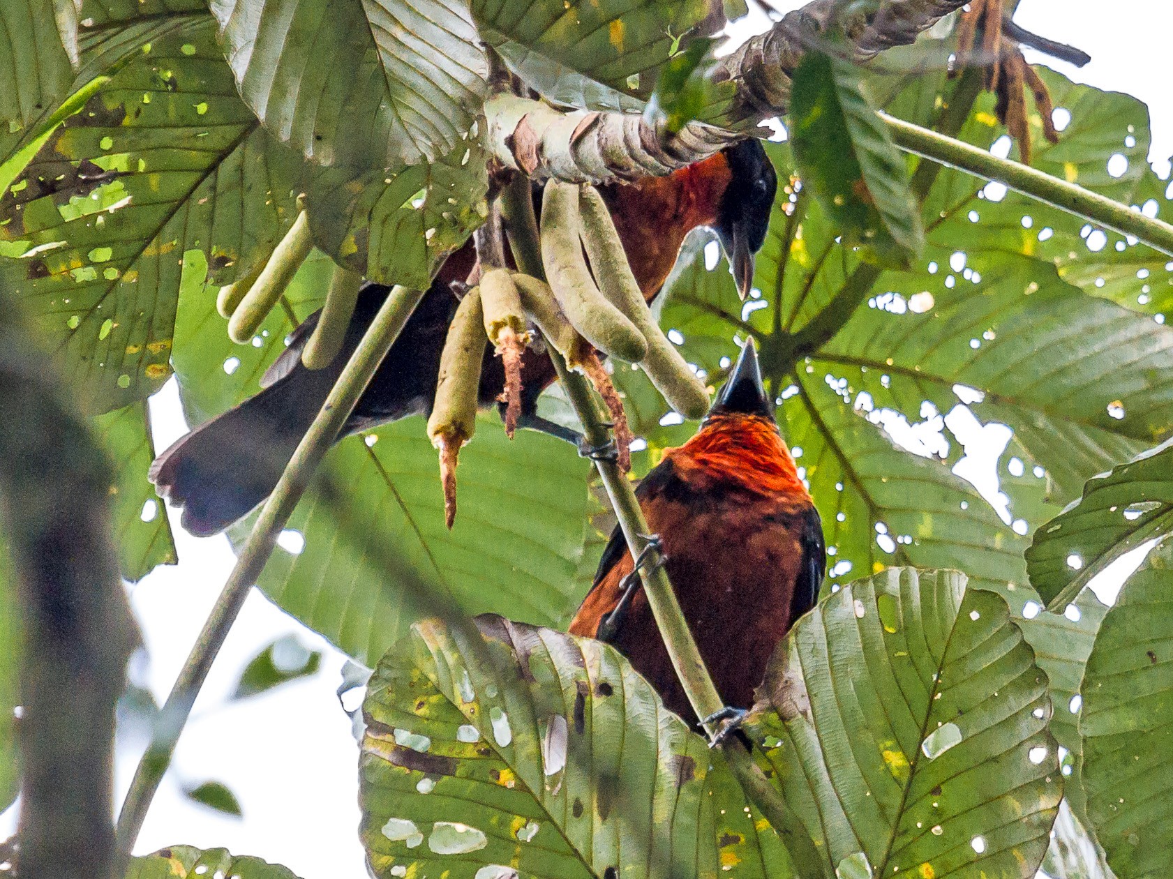 Red-ruffed Fruitcrow - eBird