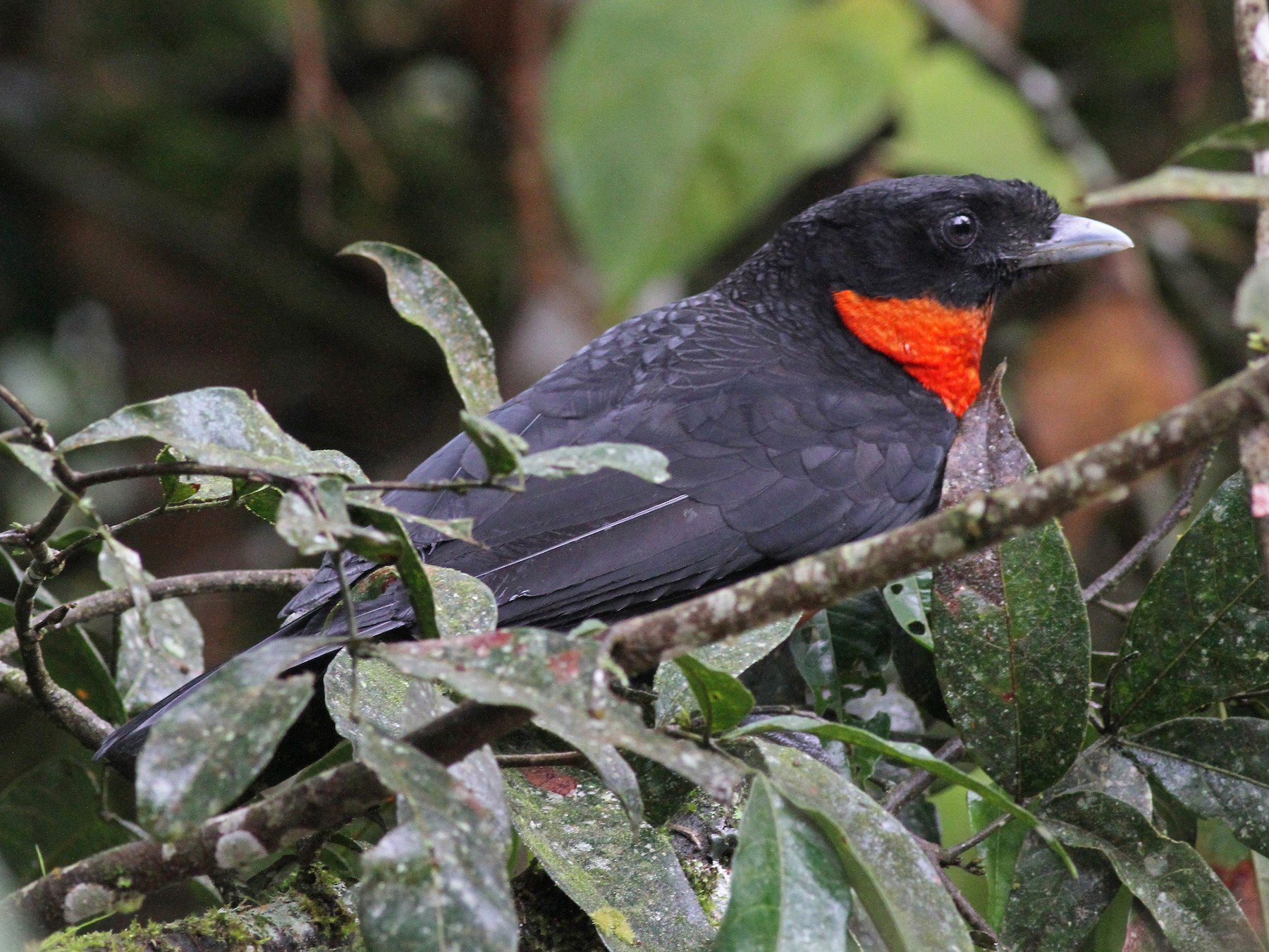 Red-ruffed Fruitcrow - eBird
