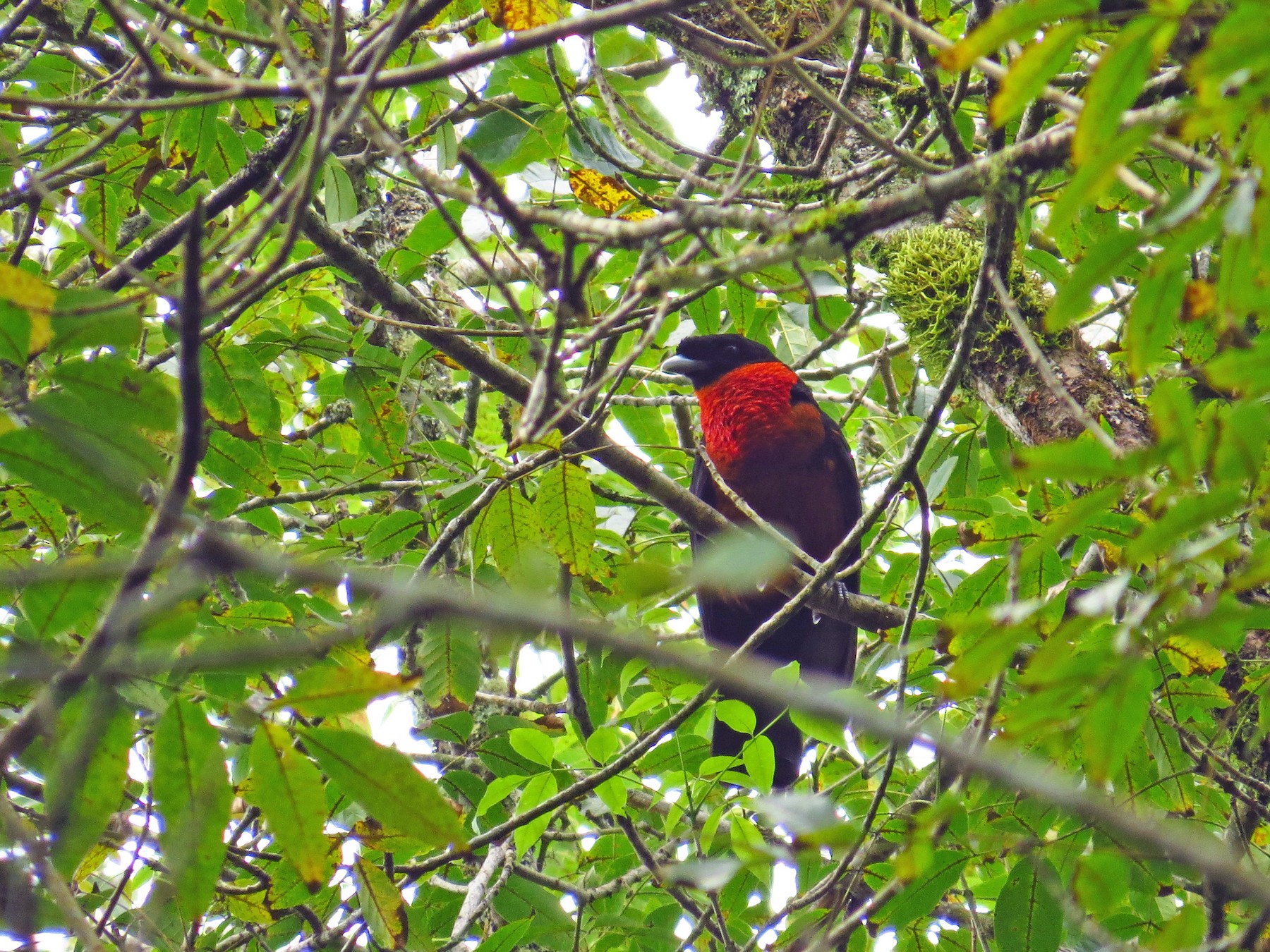Red-ruffed Fruitcrow - eBird