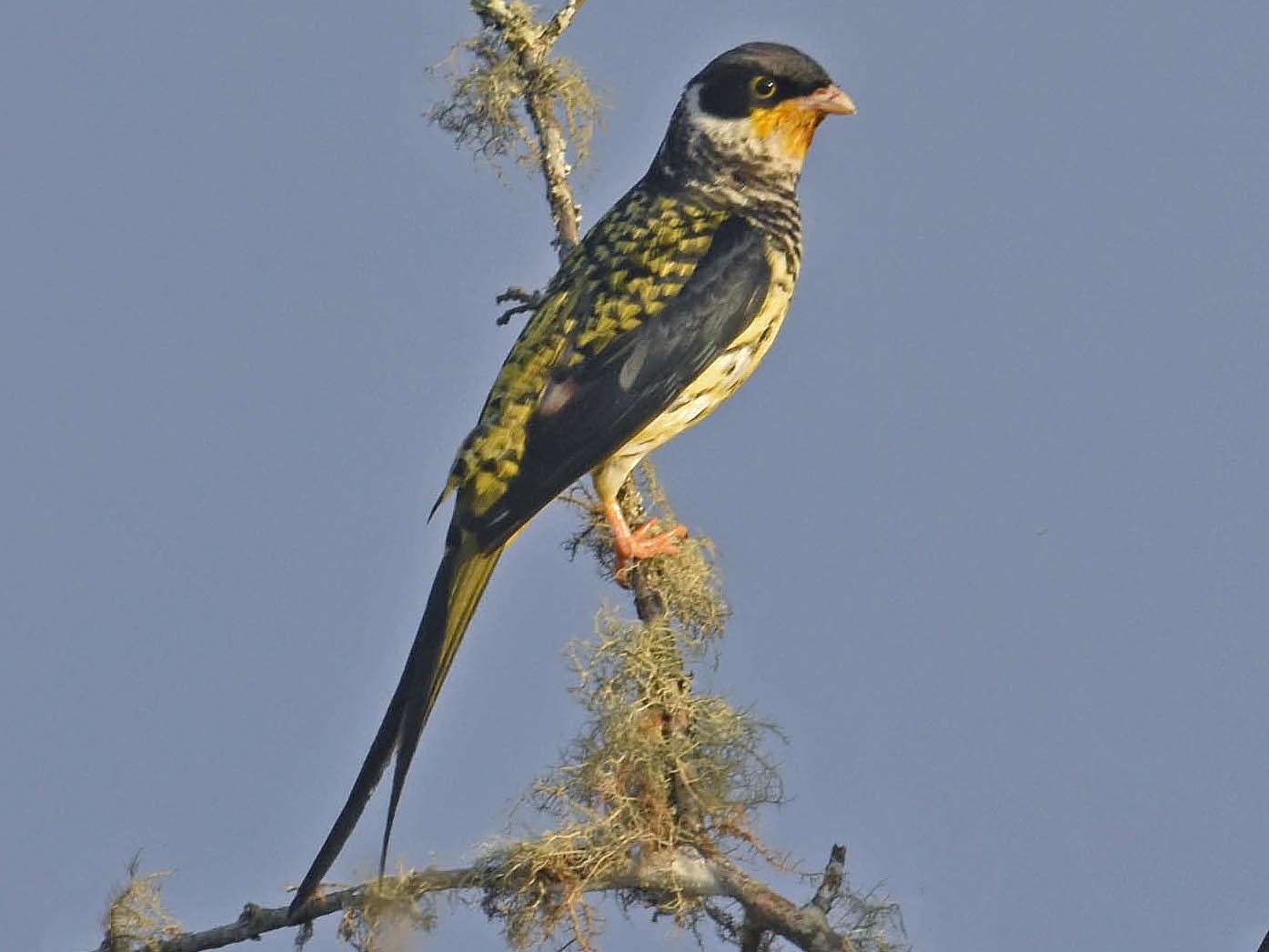 Swallow-tailed Cotinga - eBird