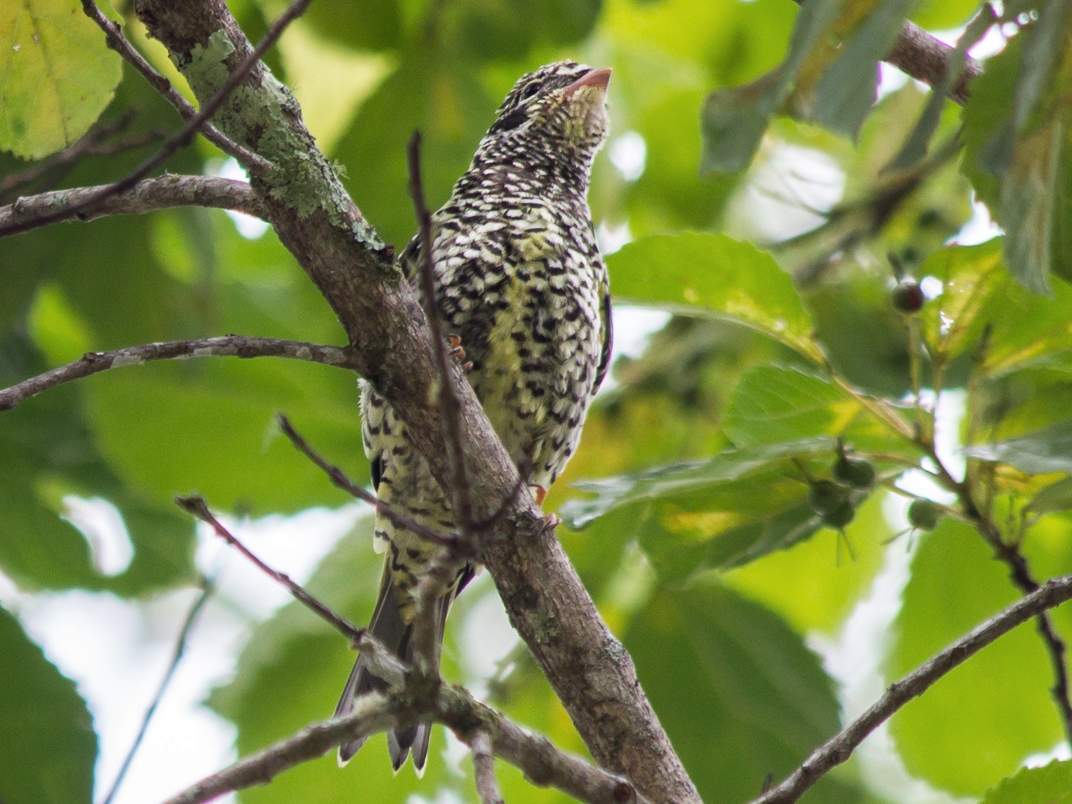 Swallow-tailed Cotinga - eBird