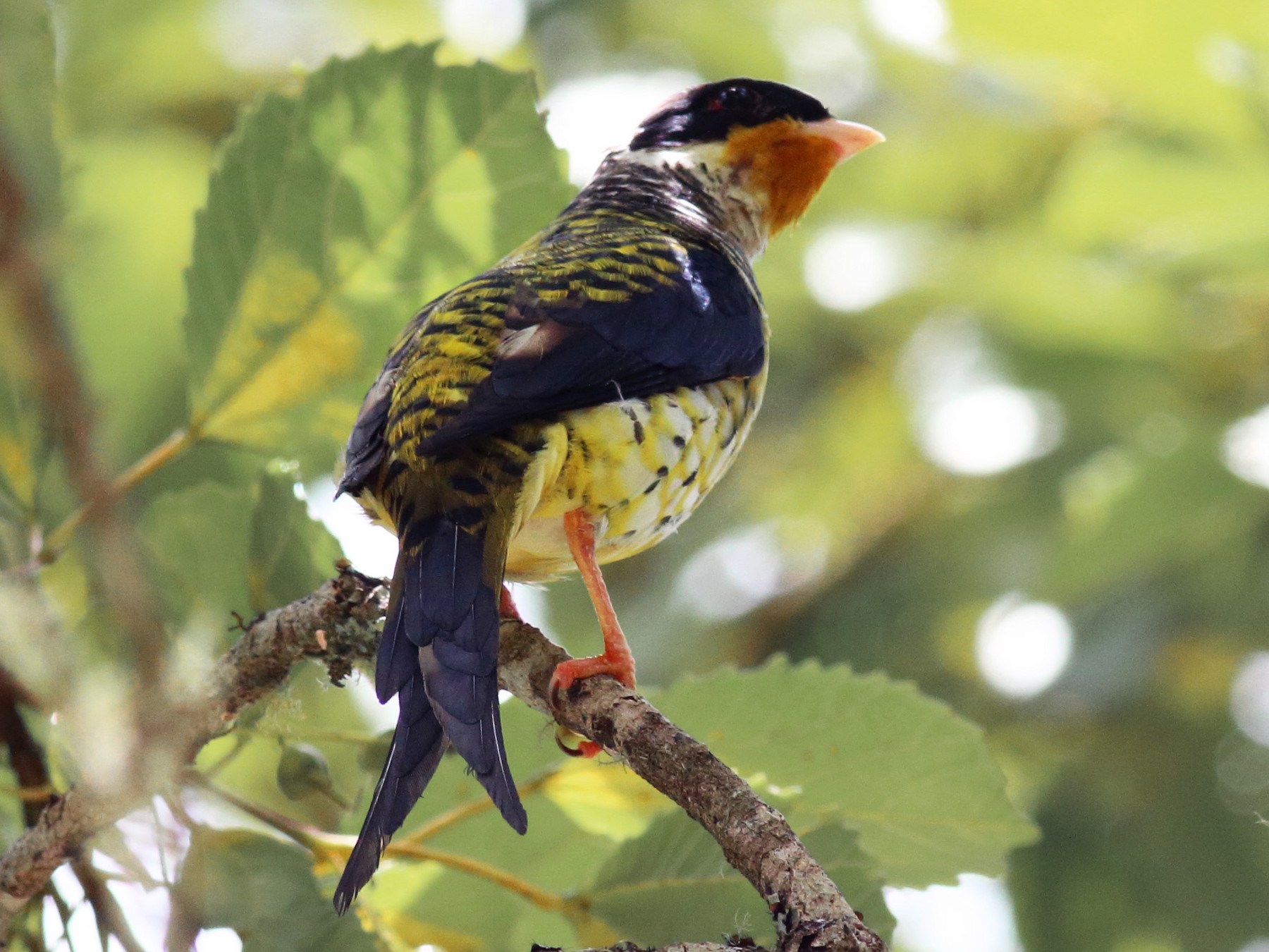 Swallow-tailed Cotinga - eBird