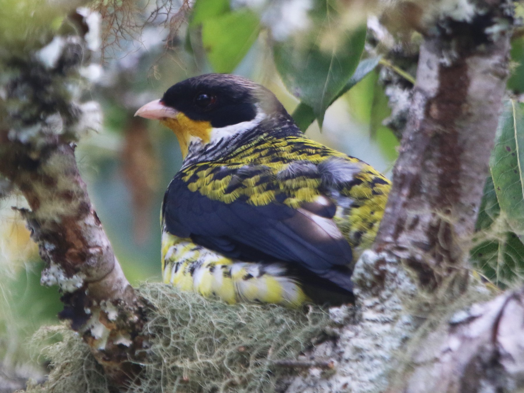 Swallow-tailed Cotinga - eBird