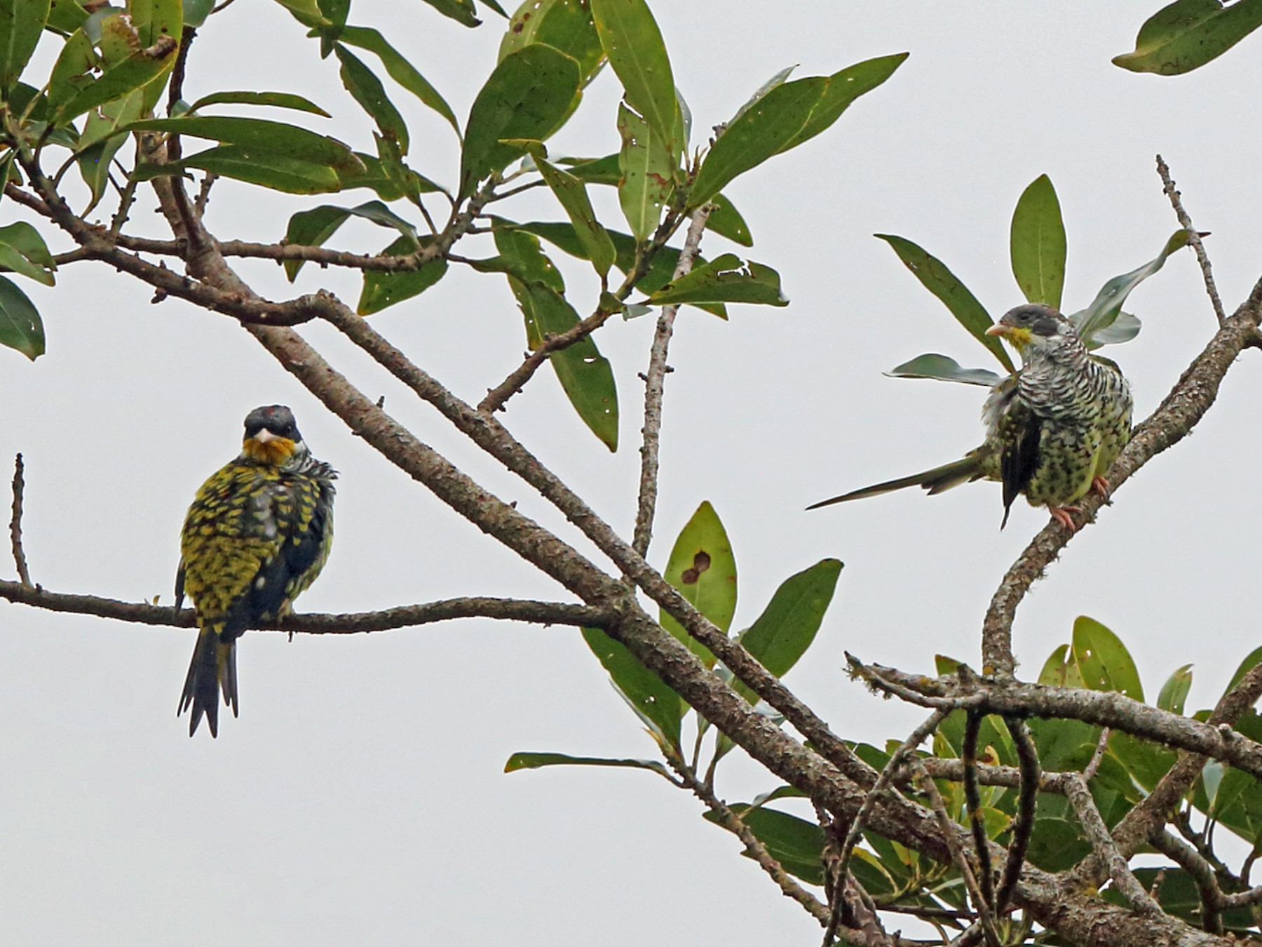 Swallow-tailed Cotinga - eBird