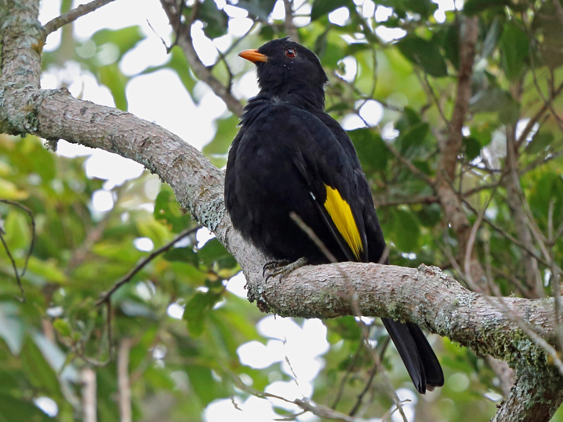 Black-and-gold Cotinga - eBird
