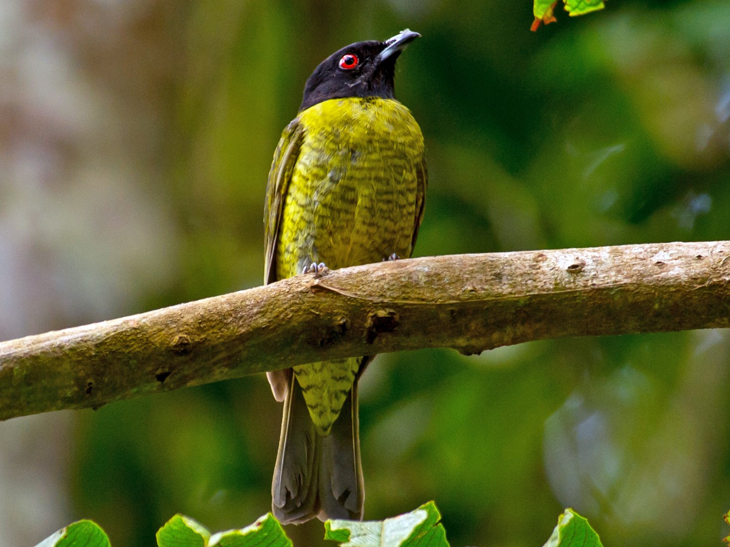 Black-headed Berryeater - eBird