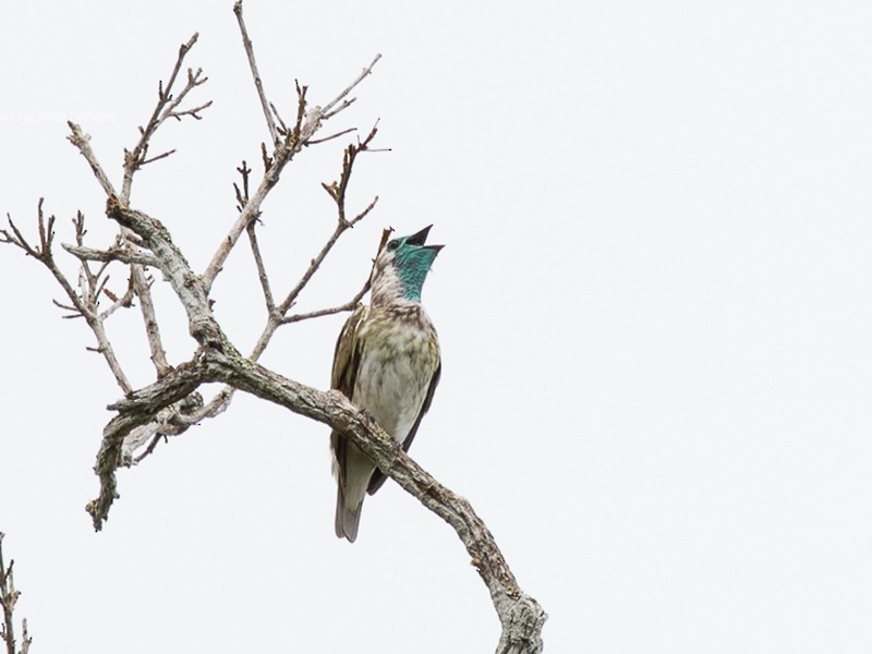 Bare-throated Bellbird - eBird